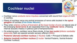 Vestibulocochlear Nerve by Dr. Rabia Inam Gandapore.pptx