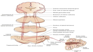 vestibulocochlear nerve dr roop.pdf