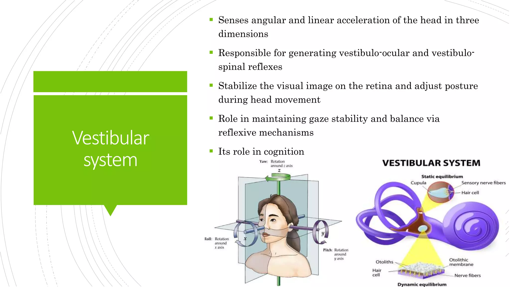 Vestibulocognitive interaction | PPTX