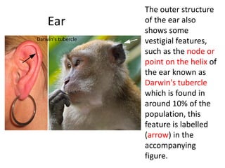 Vestigial structure | PDF
