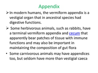 Vestigial structure | PDF
