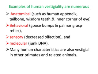 Human Vestigiality