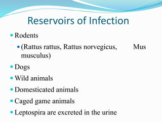 VETERINARY public health assign. on leptospirosis by Dr. CHANDRA ...