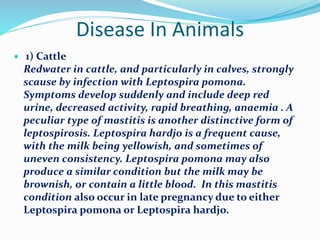 VETERINARY public health assign. on leptospirosis by Dr. CHANDRA ...
