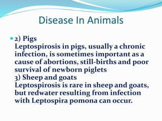VETERINARY public health assign. on leptospirosis by Dr. CHANDRA ...
