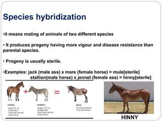 Veterinarysystem of breeding and injection methods | PPT