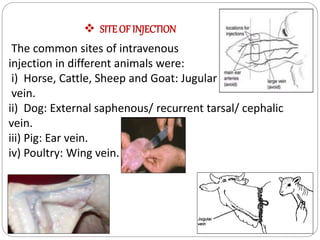 Veterinarysystem of breeding and injection methods | PPT