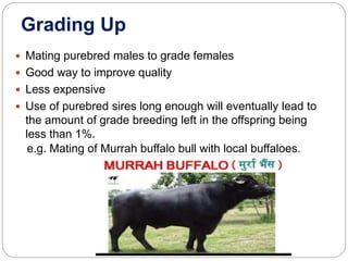 Veterinarysystem of breeding and injection methods | PPT
