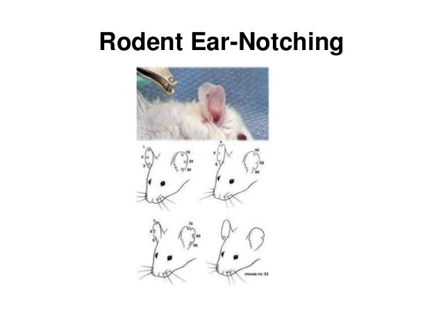 Vet 2300 exotics and lab animal