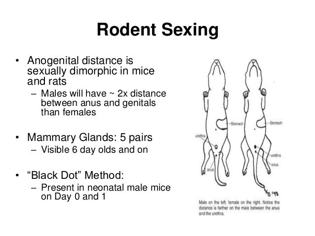 Vet 2300 exotics and lab animal