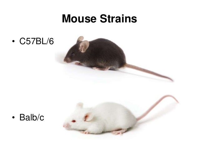 Vet 2300 exotics and lab animal