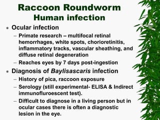 zoonotic disease .ppt