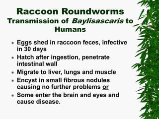 zoonotic disease .ppt