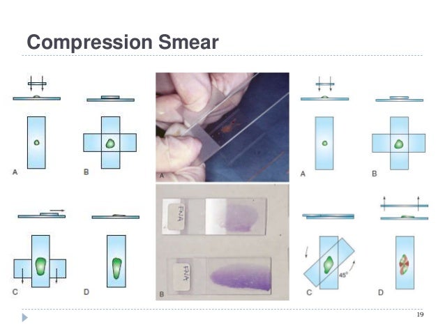 Vet 2300 lab procedures slides
