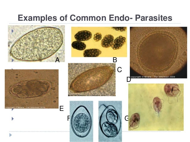 Vet2300 presentation parasitology ppt
