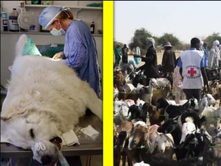 Vet Epidemiology Overview and General Concepts - RD Domingo | PPTX