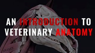 AN INTRODUCTION TO VETERINARY ANATOMY PDF | PDF