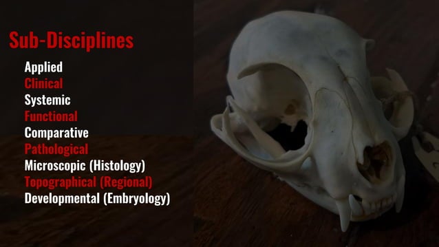 AN INTRODUCTION TO VETERINARY ANATOMY PDF | PPT