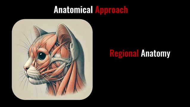 Introduction to Veterinary Anatomy in English | PPT