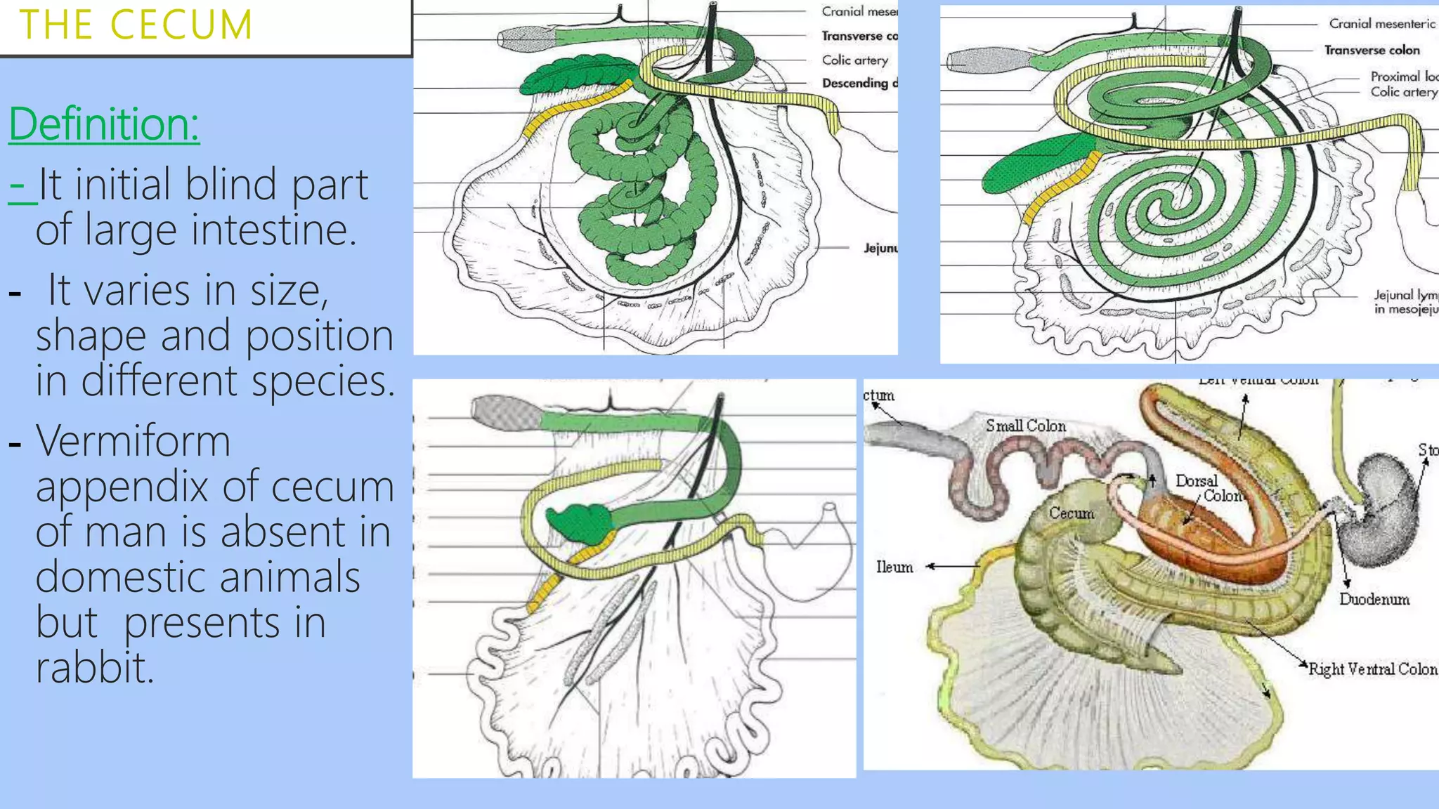 Veterinary anatomy of intestine | PPTX