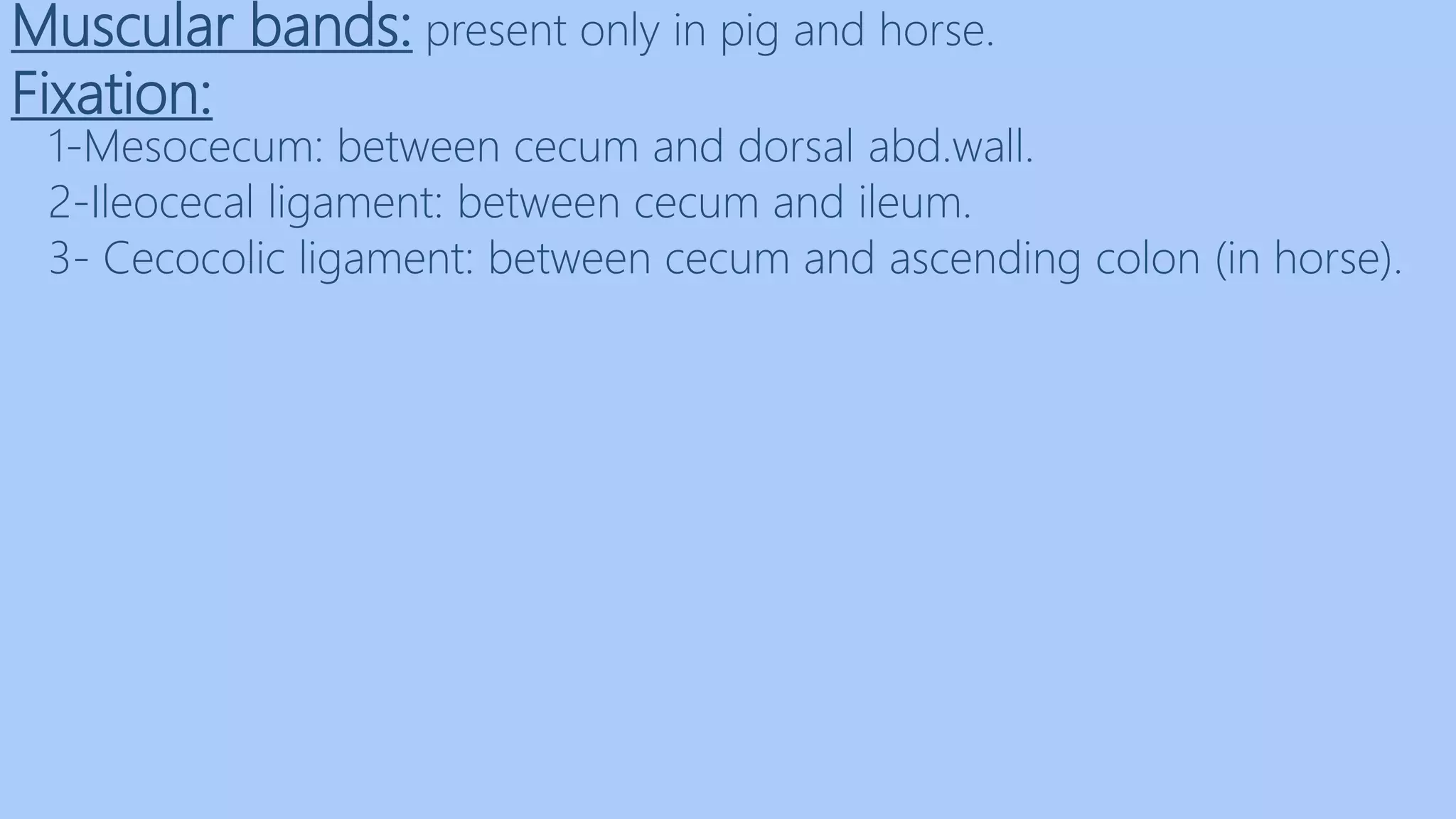 Veterinary anatomy of intestine | PPTX