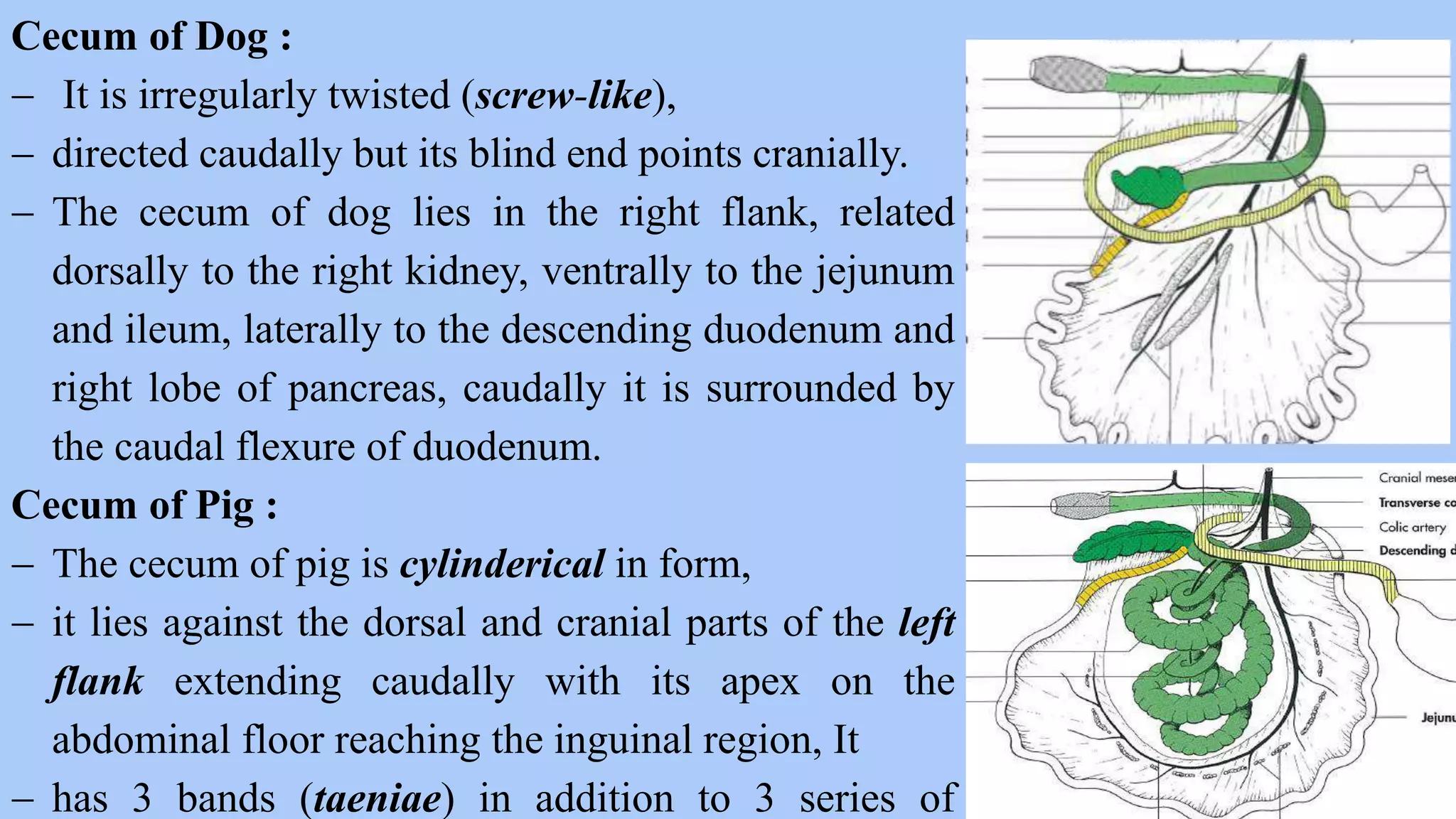 Veterinary anatomy of intestine | PPTX