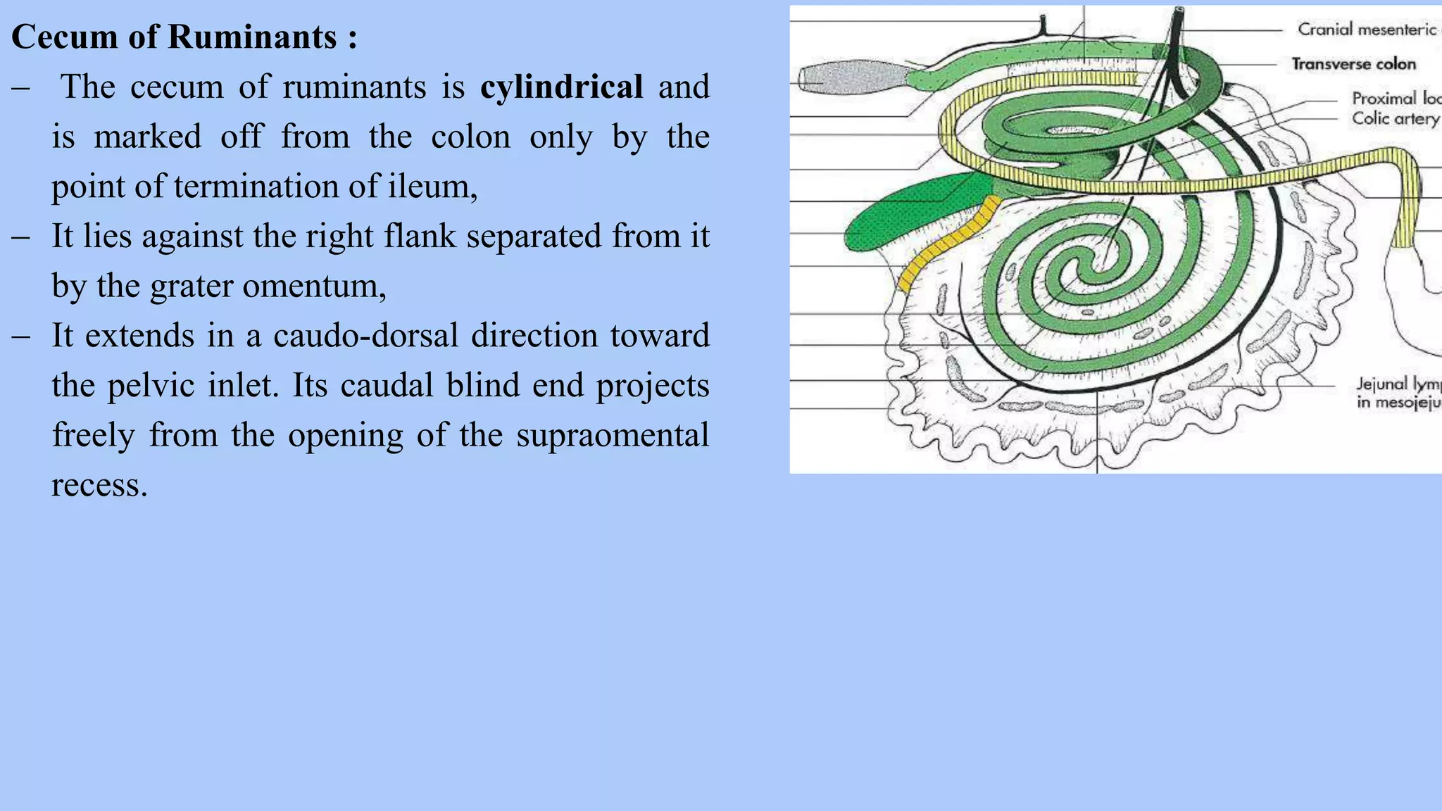 Veterinary anatomy of intestine | PPTX