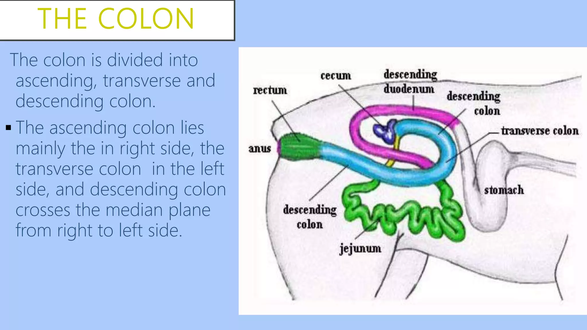 Veterinary anatomy of intestine | PPTX