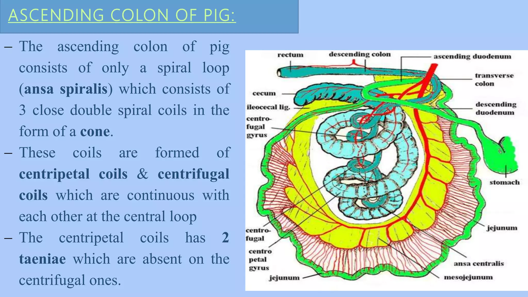 Veterinary anatomy of intestine | PPTX