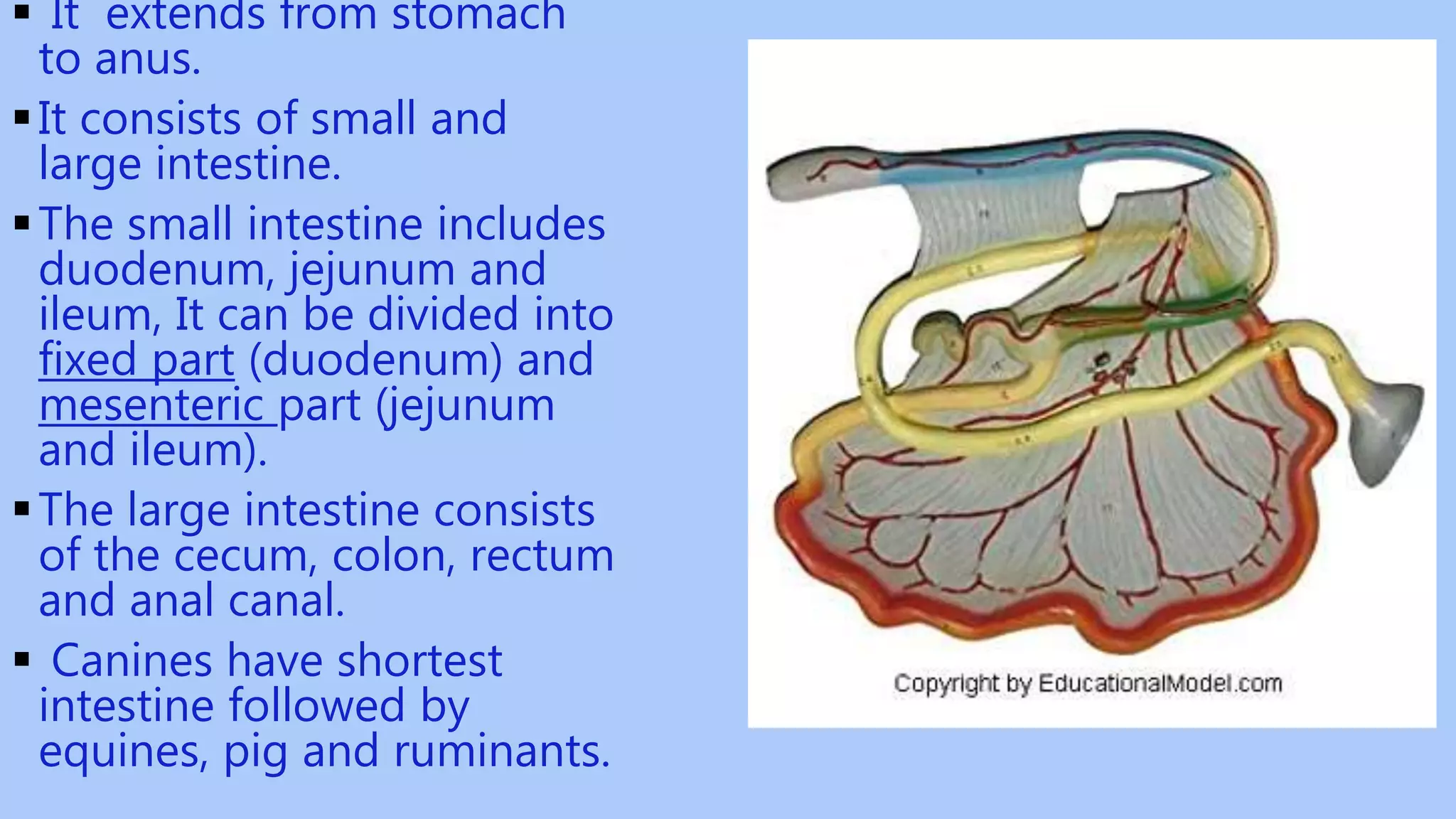 Veterinary anatomy of intestine | PPTX