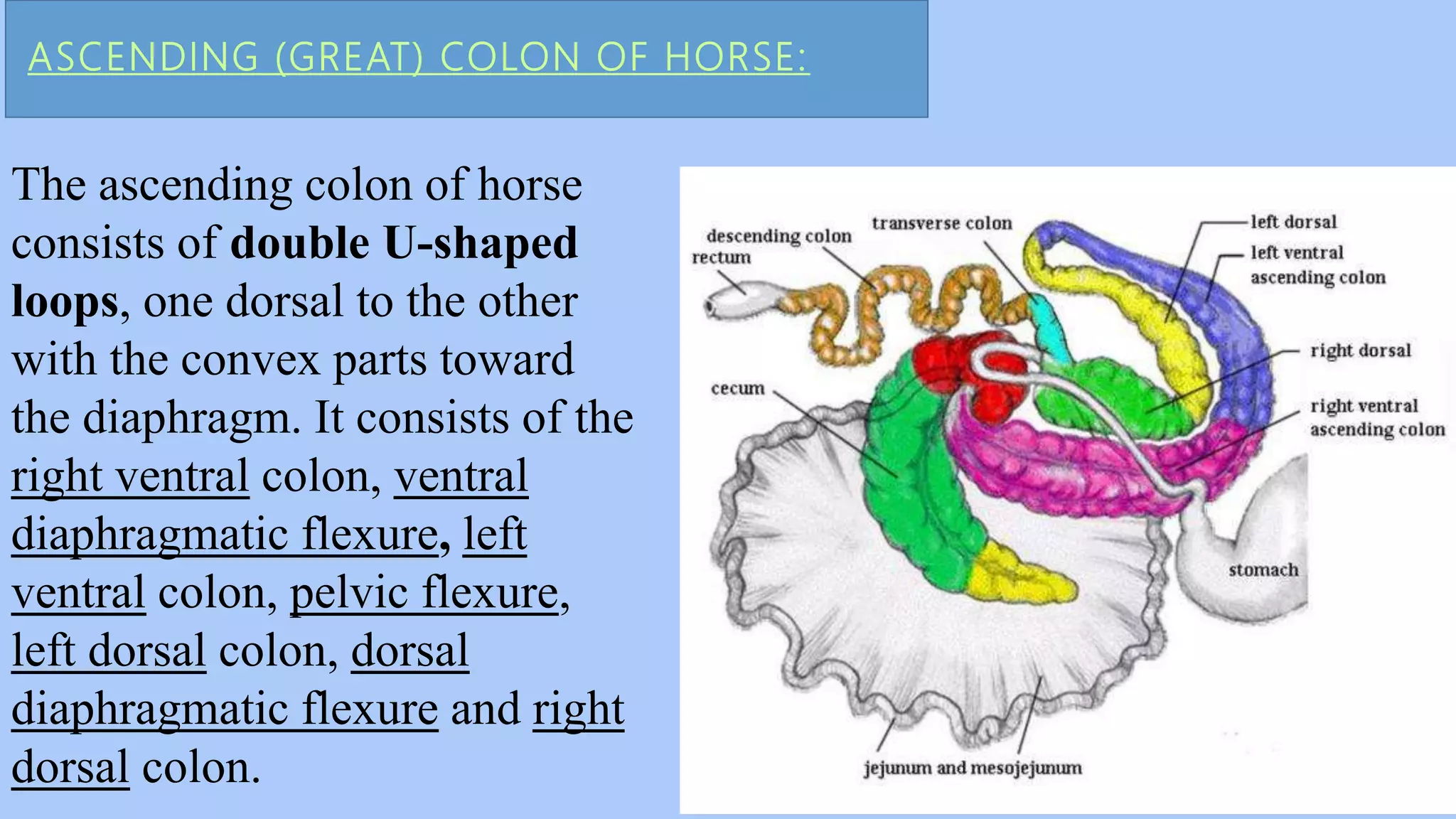 Veterinary anatomy of intestine | PPTX