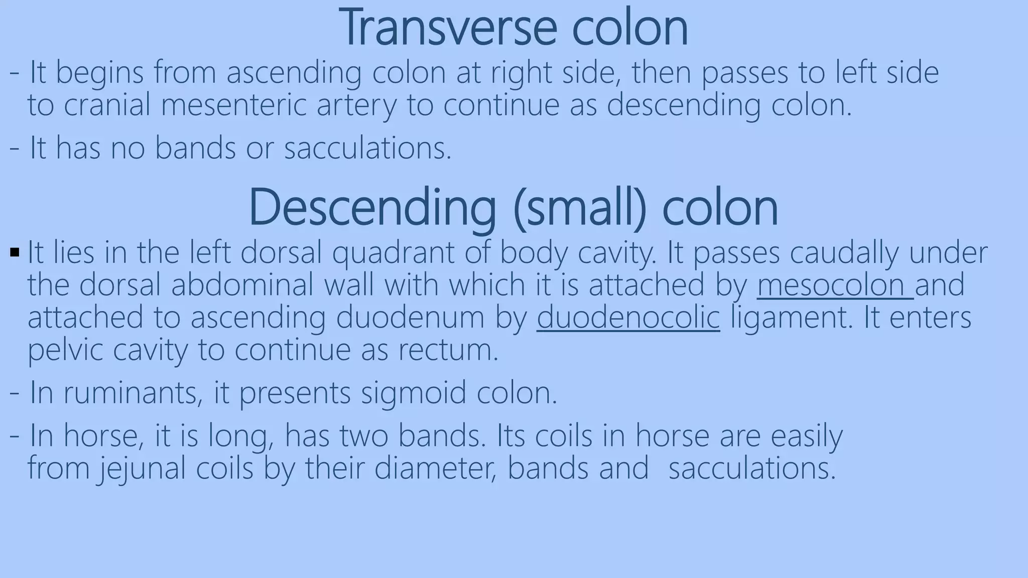 Veterinary anatomy of intestine | PPTX