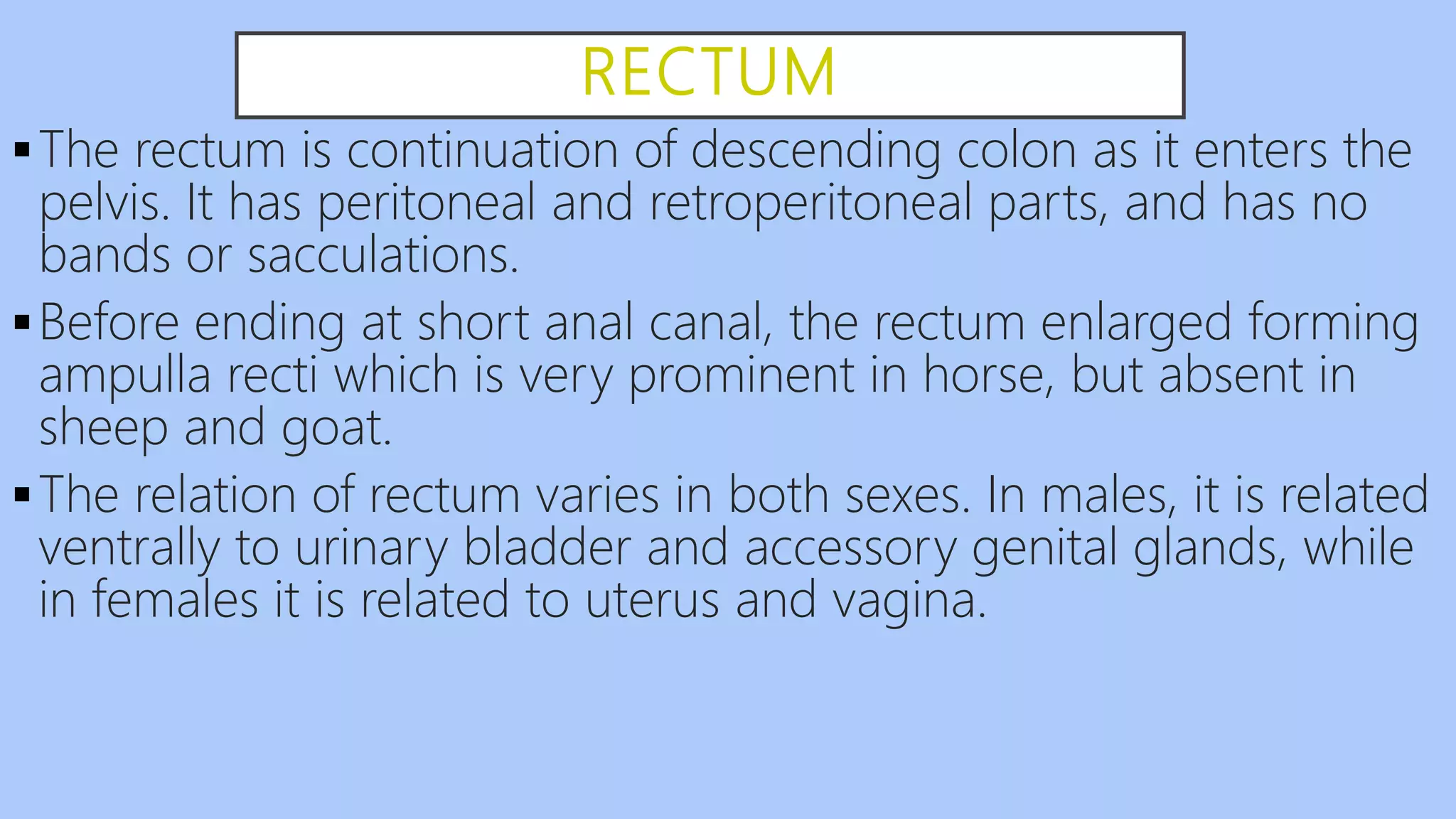 Veterinary anatomy of intestine | PPTX