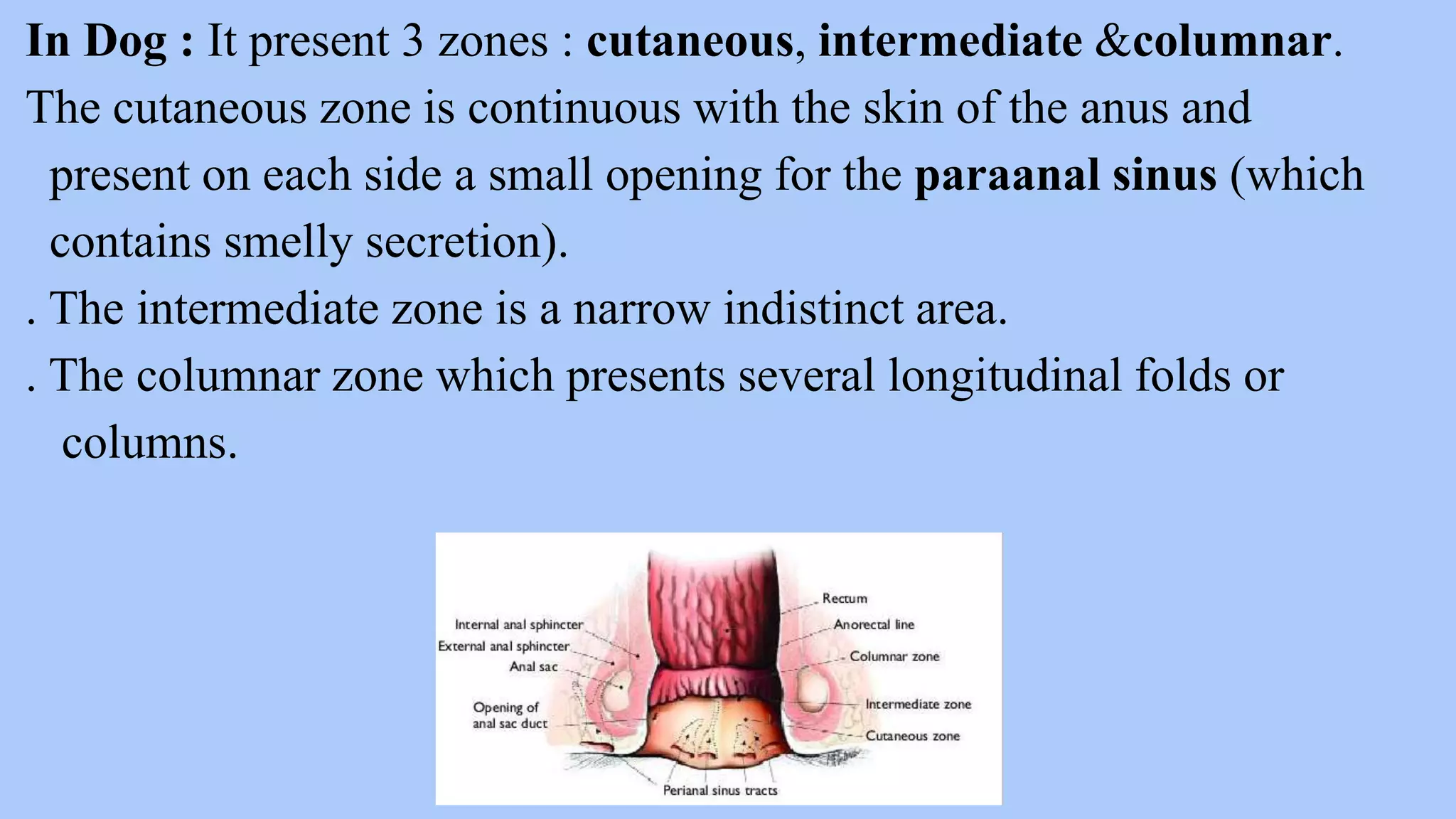Veterinary anatomy of intestine | PPTX