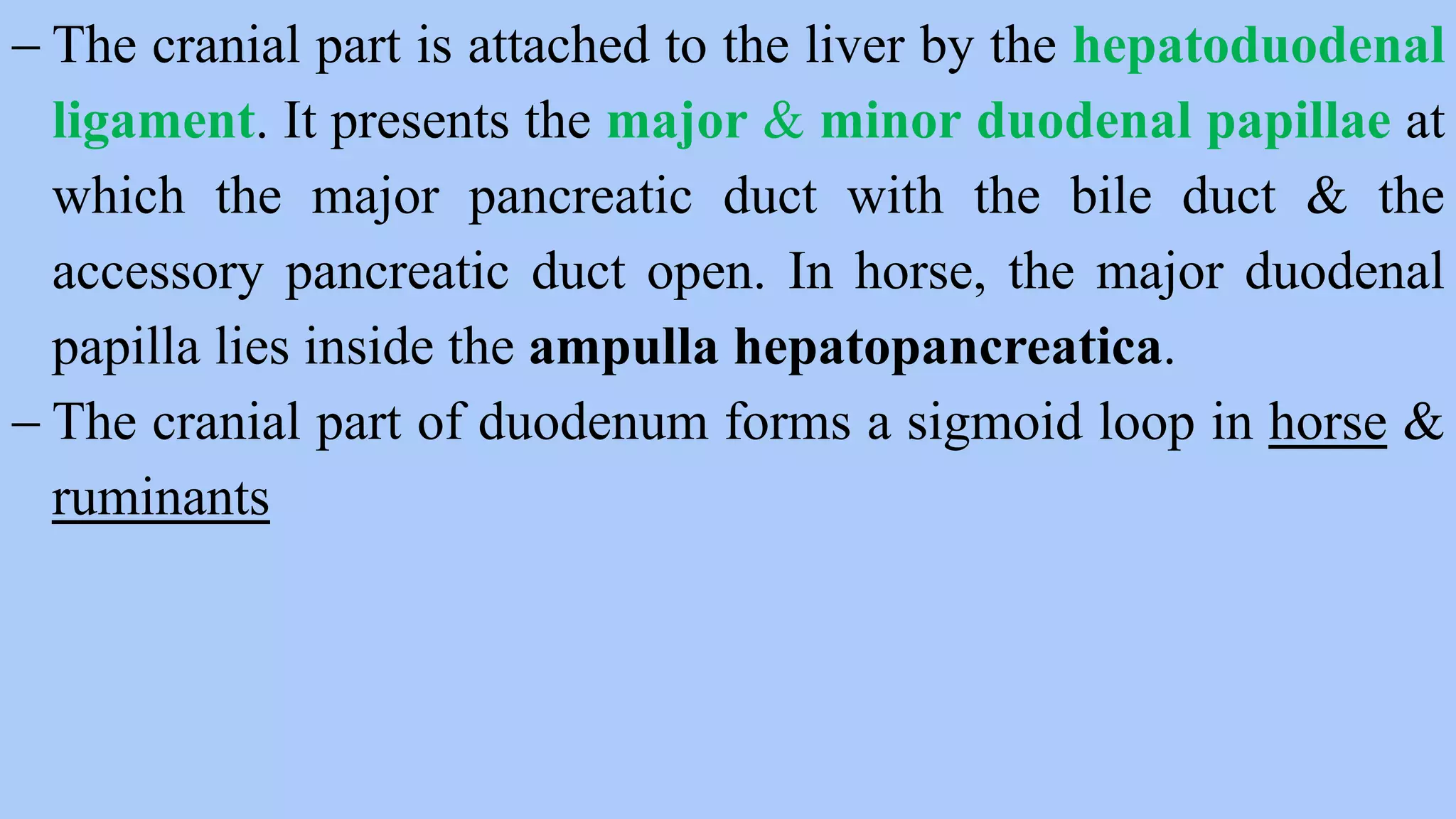 Veterinary anatomy of intestine | PPTX