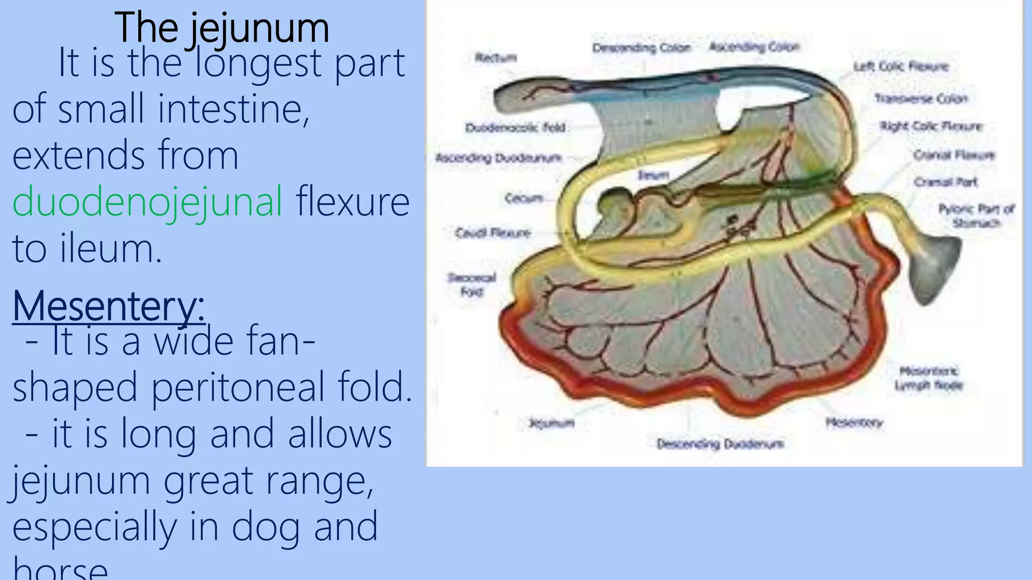 Veterinary anatomy of intestine | PPTX