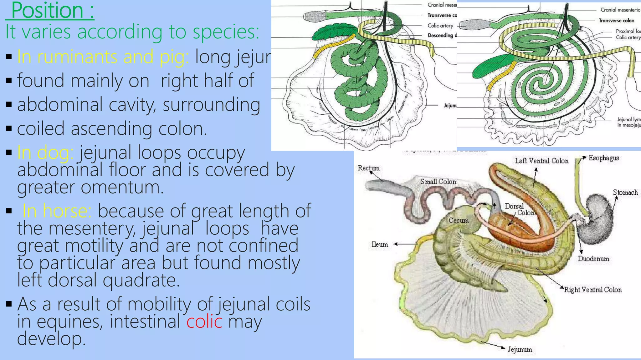 Veterinary anatomy of intestine | PPTX