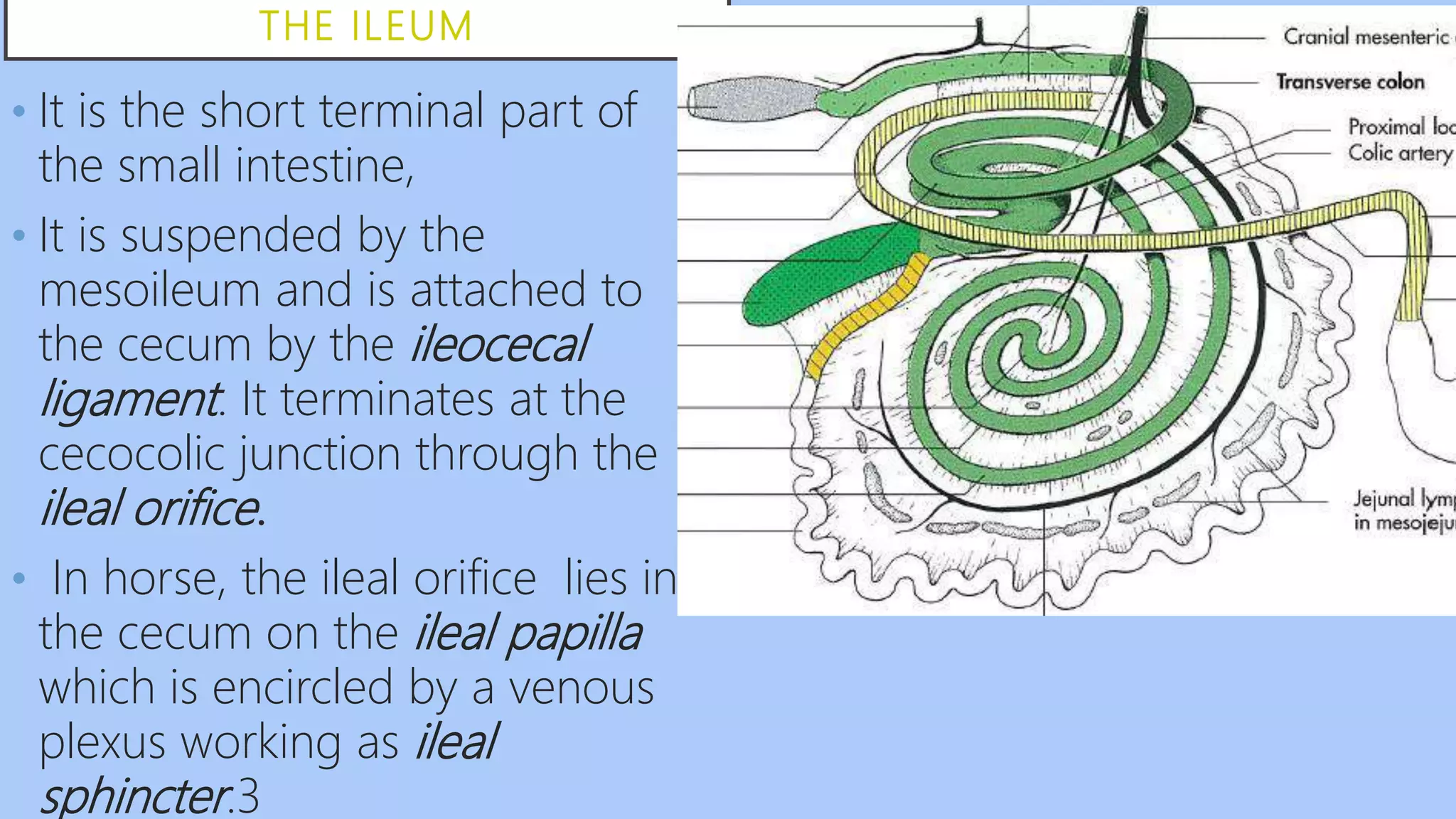 Veterinary anatomy of intestine | PPTX