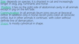 Veterinary anatomy of intestine | PPTX