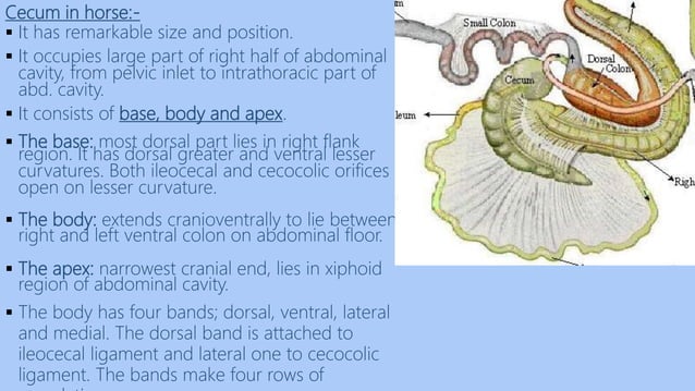 Veterinary anatomy of intestine | PPTX | Dogs | Pets