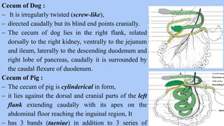 Veterinary anatomy of intestine | PPTX