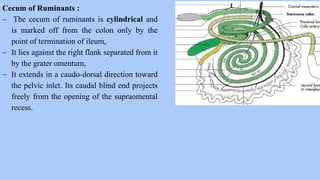 Veterinary anatomy of intestine | PPTX