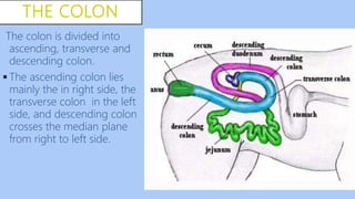 Veterinary anatomy of intestine | PPTX