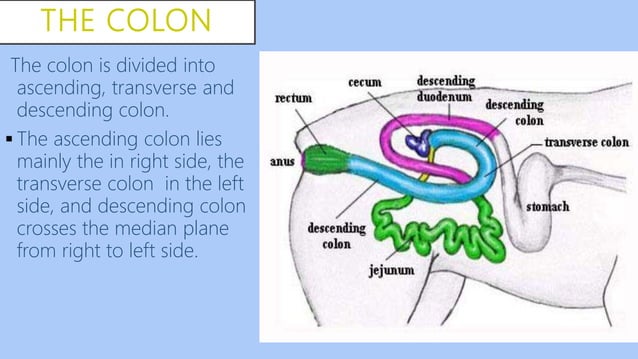 Veterinary anatomy of intestine | PPTX | Dogs | Pets