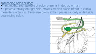 Veterinary anatomy of intestine | PPTX