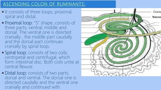Veterinary anatomy of intestine | PPTX