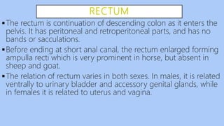 Veterinary anatomy of intestine | PPTX