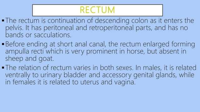 Veterinary anatomy of intestine | PPTX | Dogs | Pets