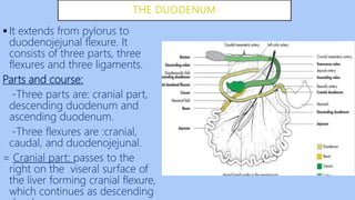 Veterinary anatomy of intestine | PPTX