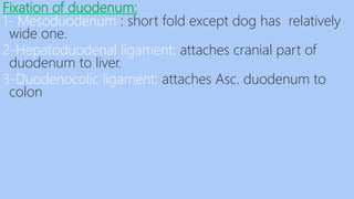 Veterinary anatomy of intestine | PPTX